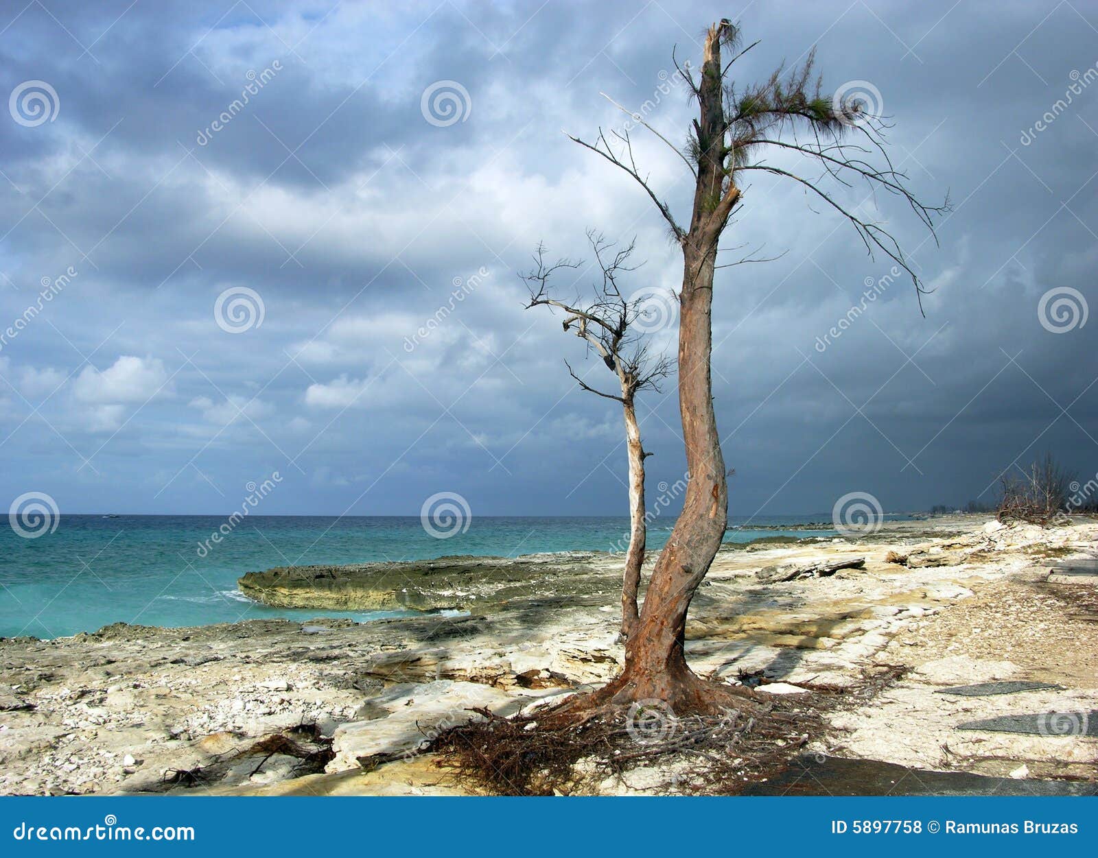 The Ghost Tree stock photo. Image of ghost, dark, dried - 5897758