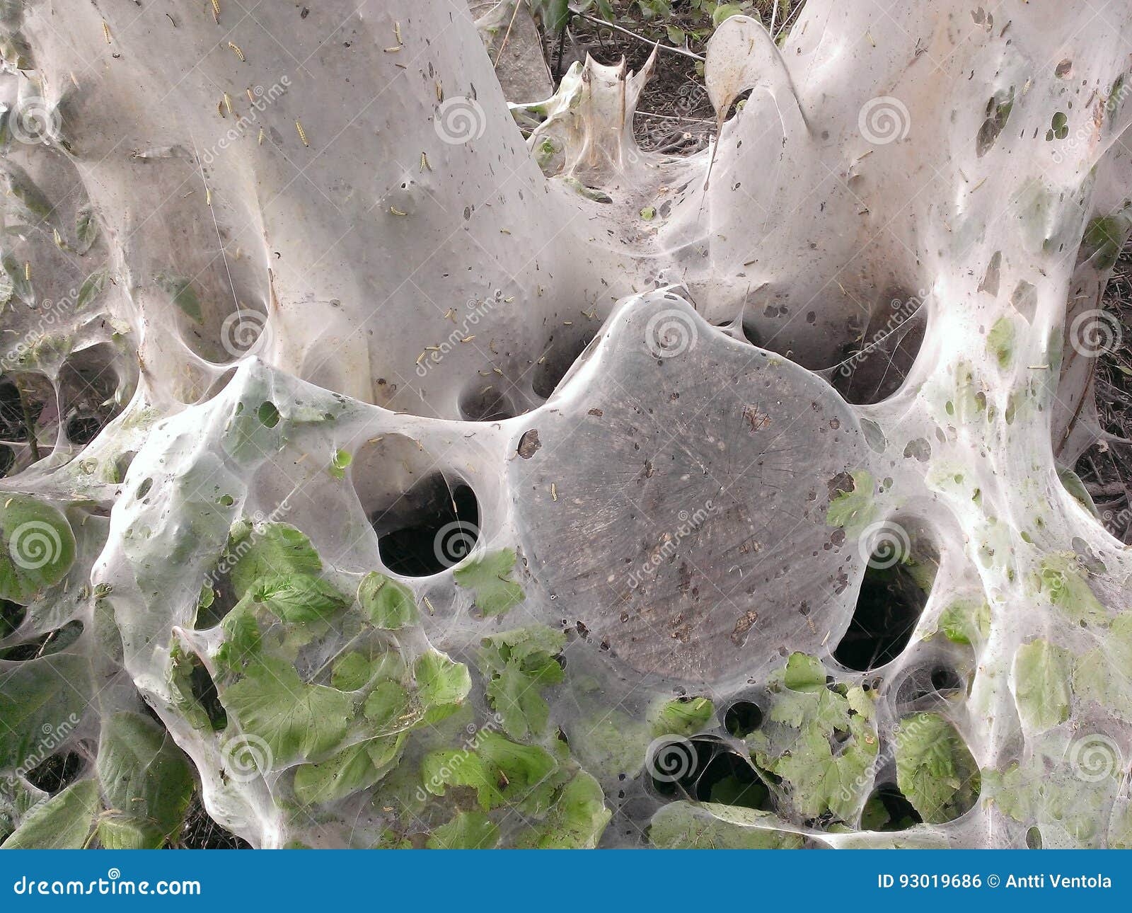 Ghost tree stock photo. Image of larva, moth, ghost, ermine - 93019686