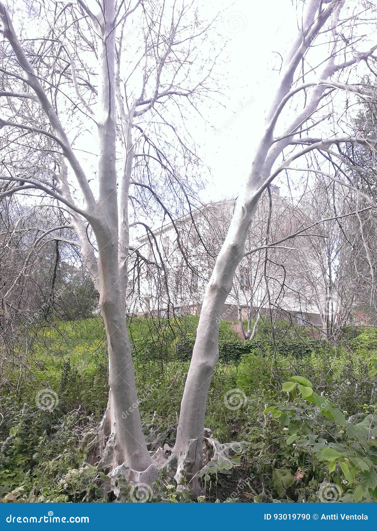 Ghost tree stock photo. Image of deciduous, moth, ermine - 93019790