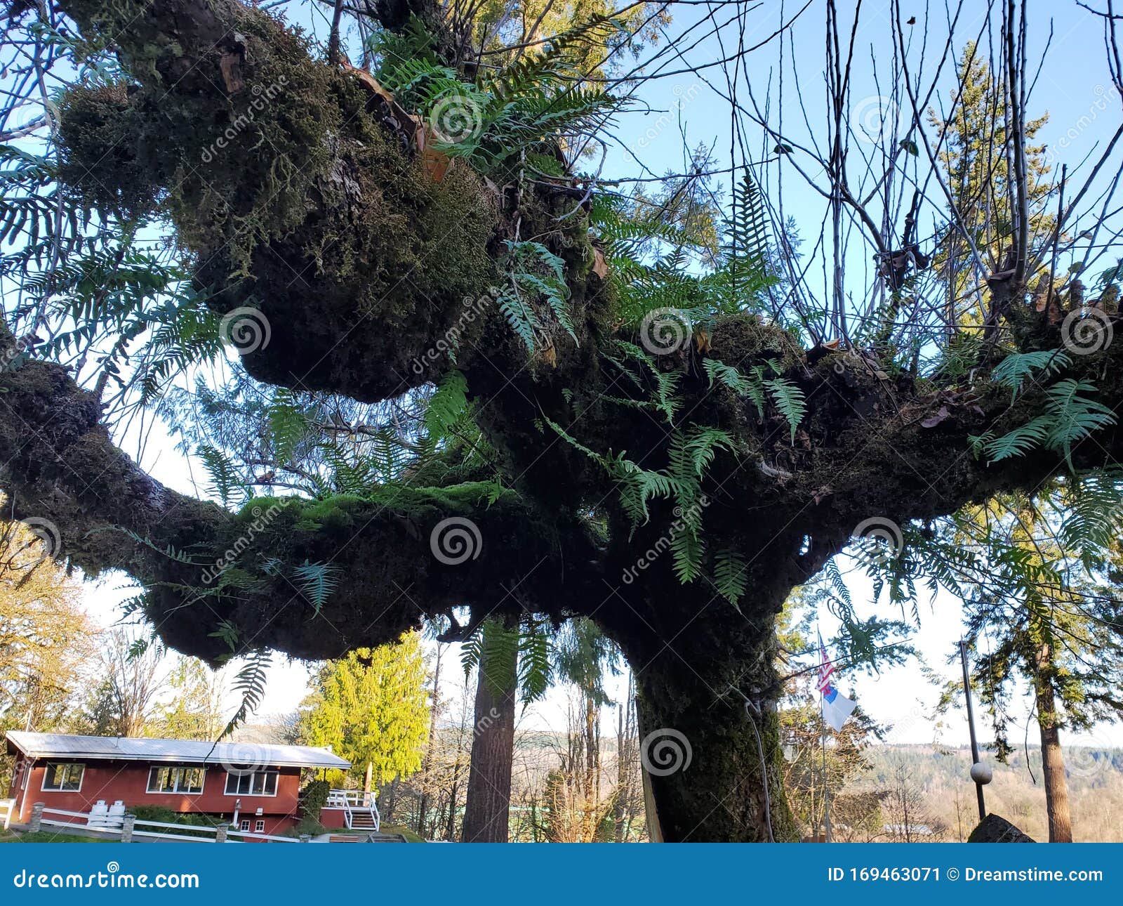 Ghost tree grows firns stock image. Image of grows, ancient - 169463071