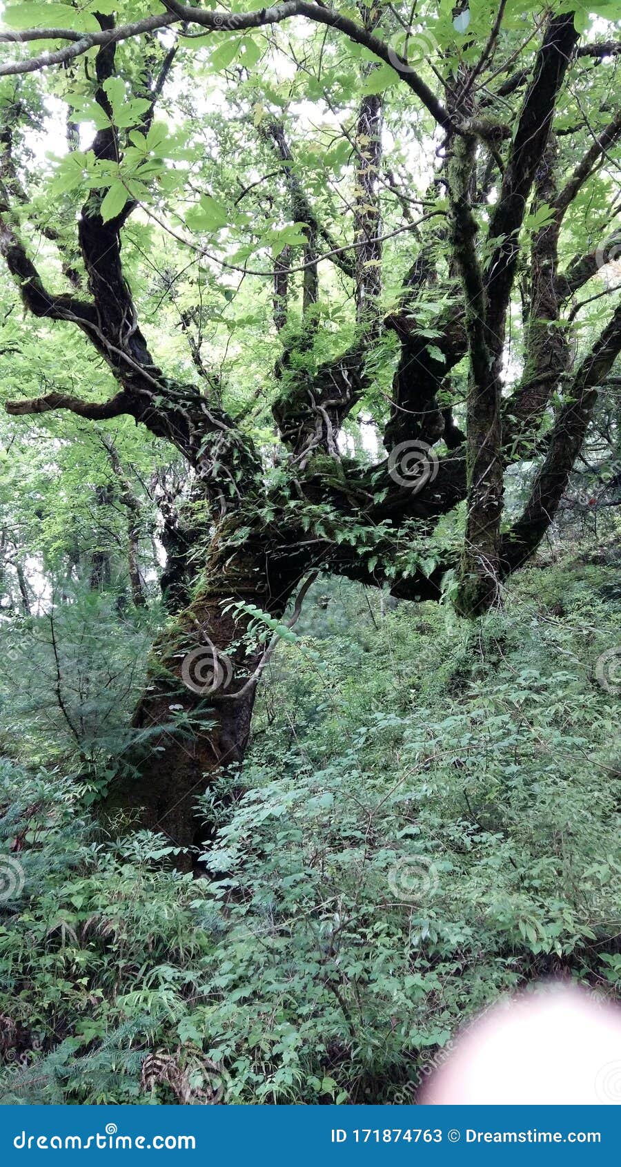 Ghost Tree in Hill Forest Uttarakhand India Stock Image - Image of ...