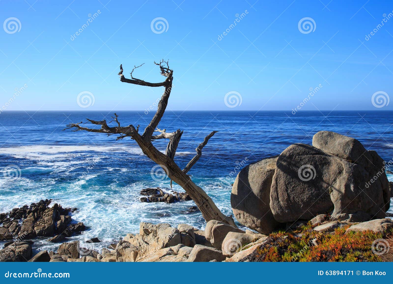 The ghost tree stock image. Image of pebble, rocks, beach - 63894171
