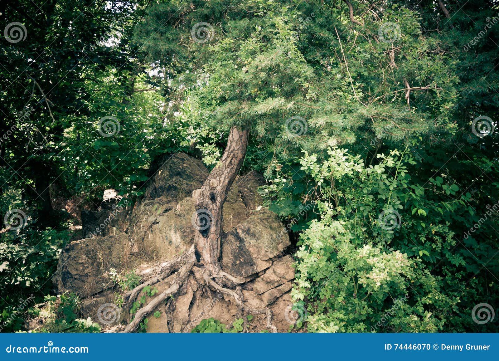 Ghost Tree Of Pench National Park ,madhyapradesh ,india, It Changes Its ...