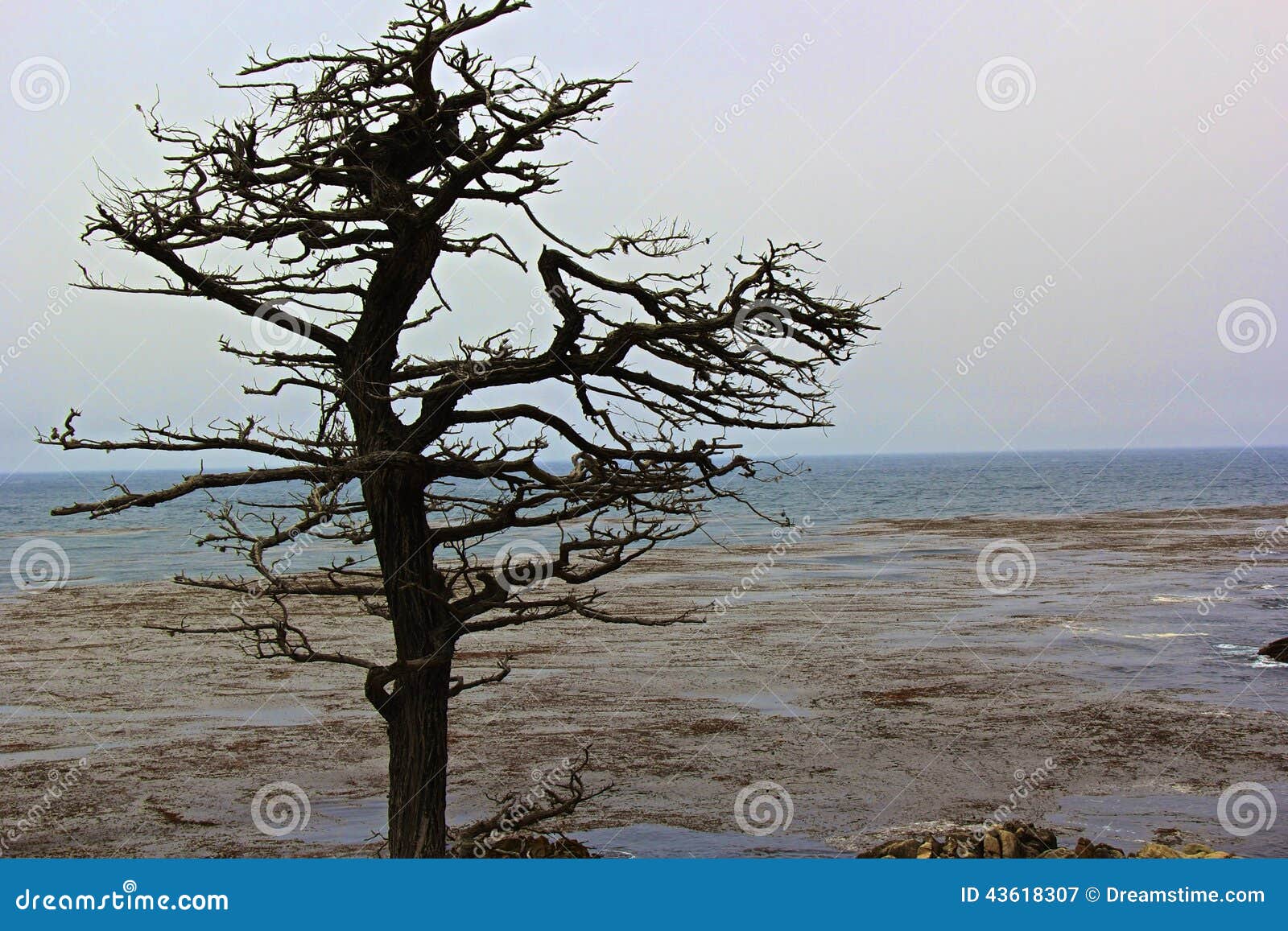 Ghost tree stock image. Image of cliff, line, tree, flowers - 43618307