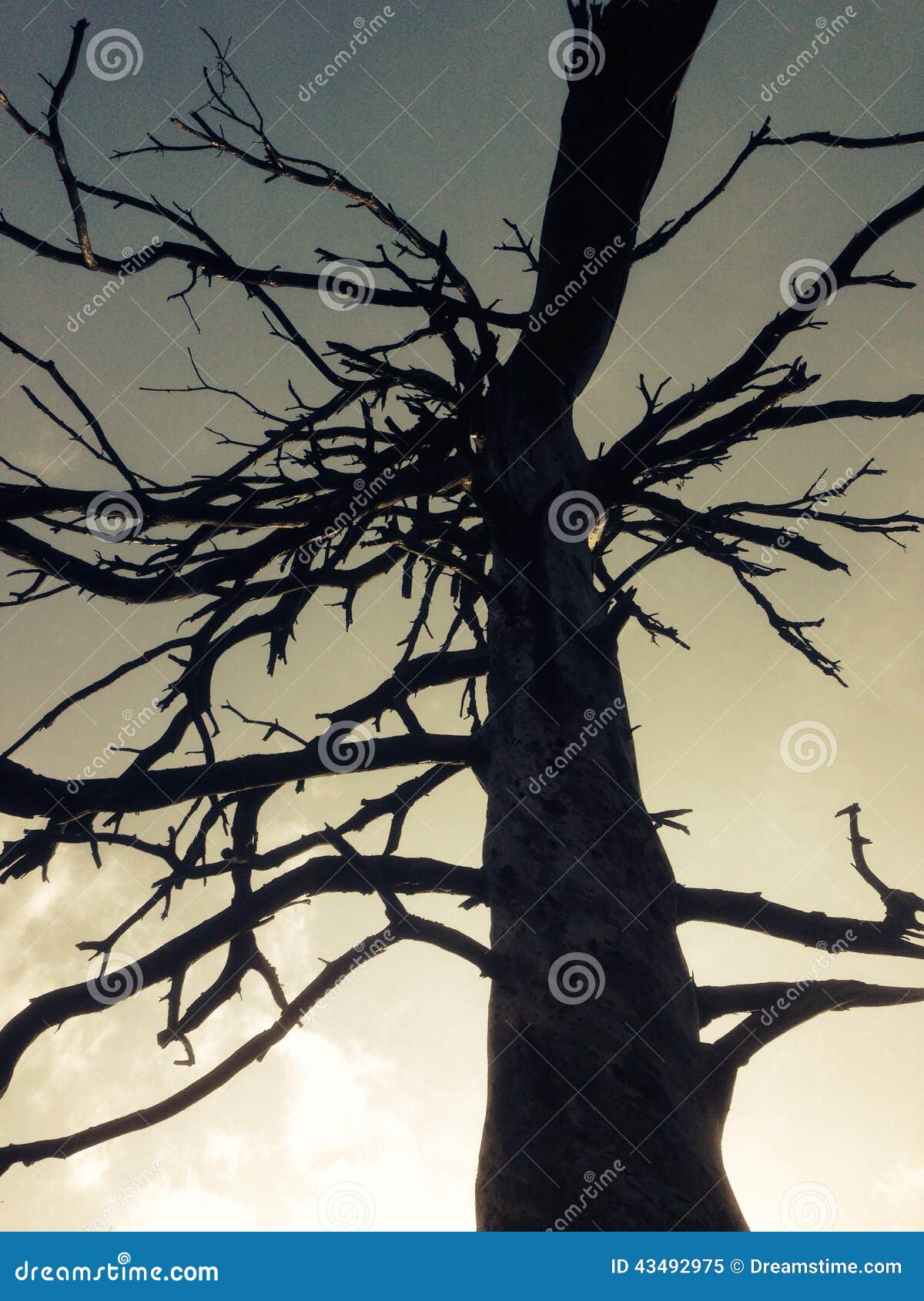 Ghost Tree Royalty-Free Stock Photography | CartoonDealer.com #43618307