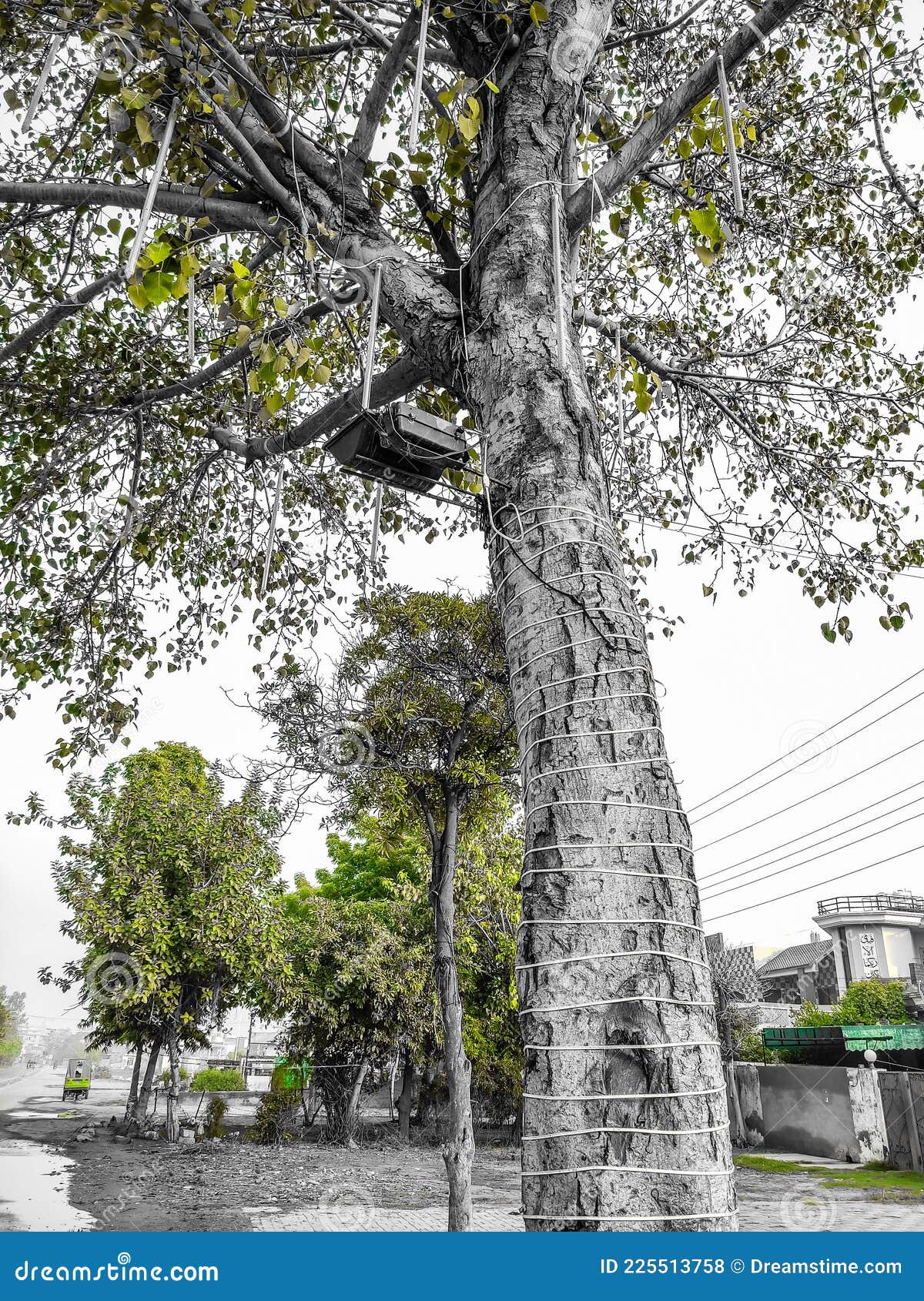 Ghost Tree Standing in the Road Stock Photo - Image of leaf, shrub ...