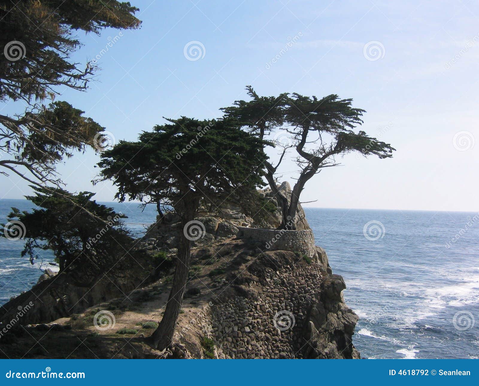 Ghost Trees stock photo. Image of tree, rocks, pebble - 4618792