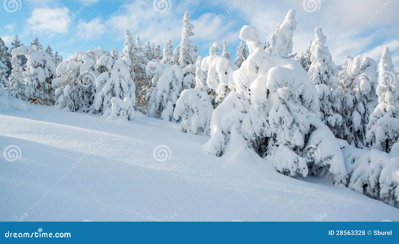 Ghost trees, Yellowstone stock photo. Image of frigid - 28563328