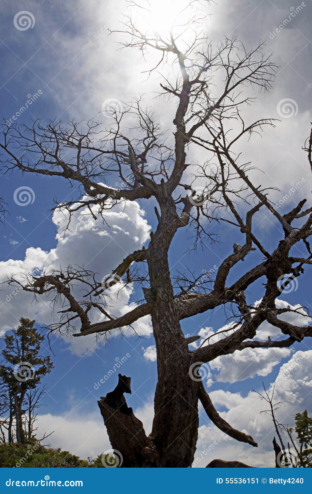 Ghost Trees of Yellowstone Against a Blue Sky. Stock Image - Image of ...