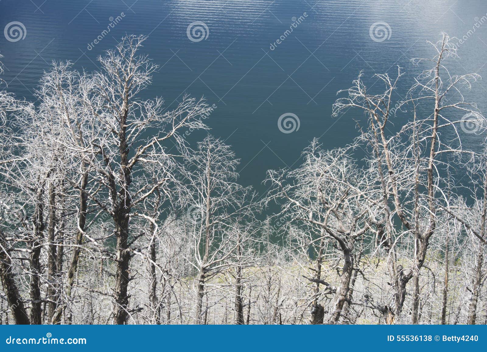 Ghost Trees Yellowstone Blue Lake Stock Photos - Free & Royalty-Free ...