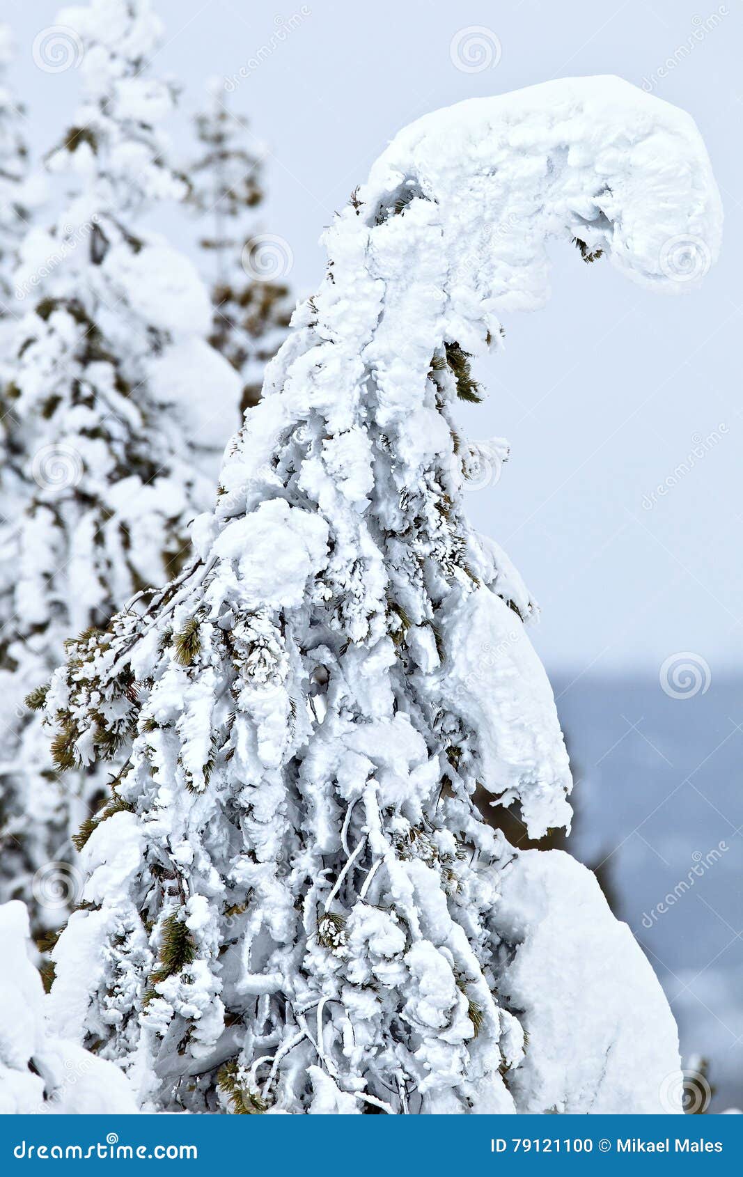 Ghost Trees in Yellowstone Park Stock Photo - Image of park, detail ...