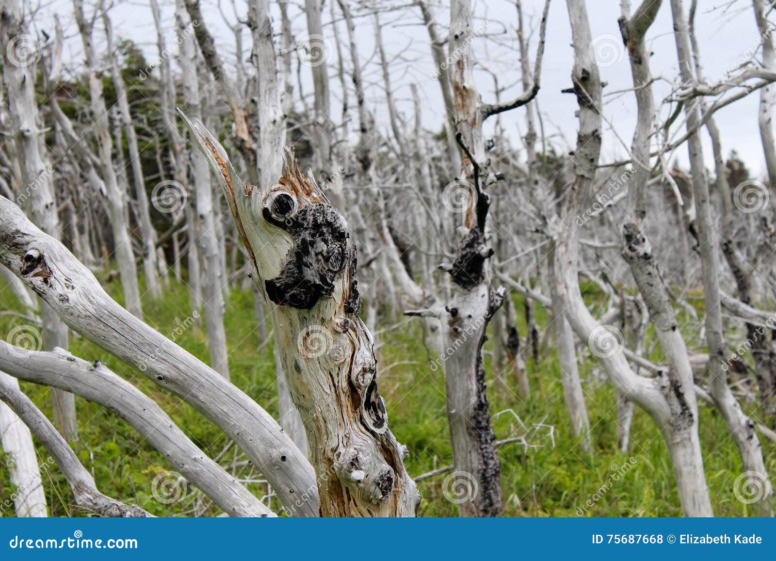 Ghost tuckamore forest stock photo. Image of tuckamores - 75687668