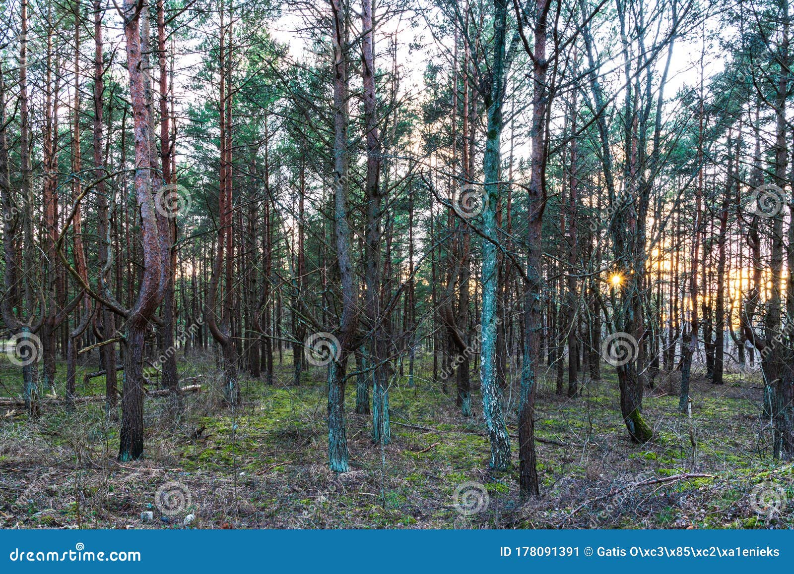 The Ghostly Pine Forest Shines with Sunset Sunlight Stock Image - Image ...