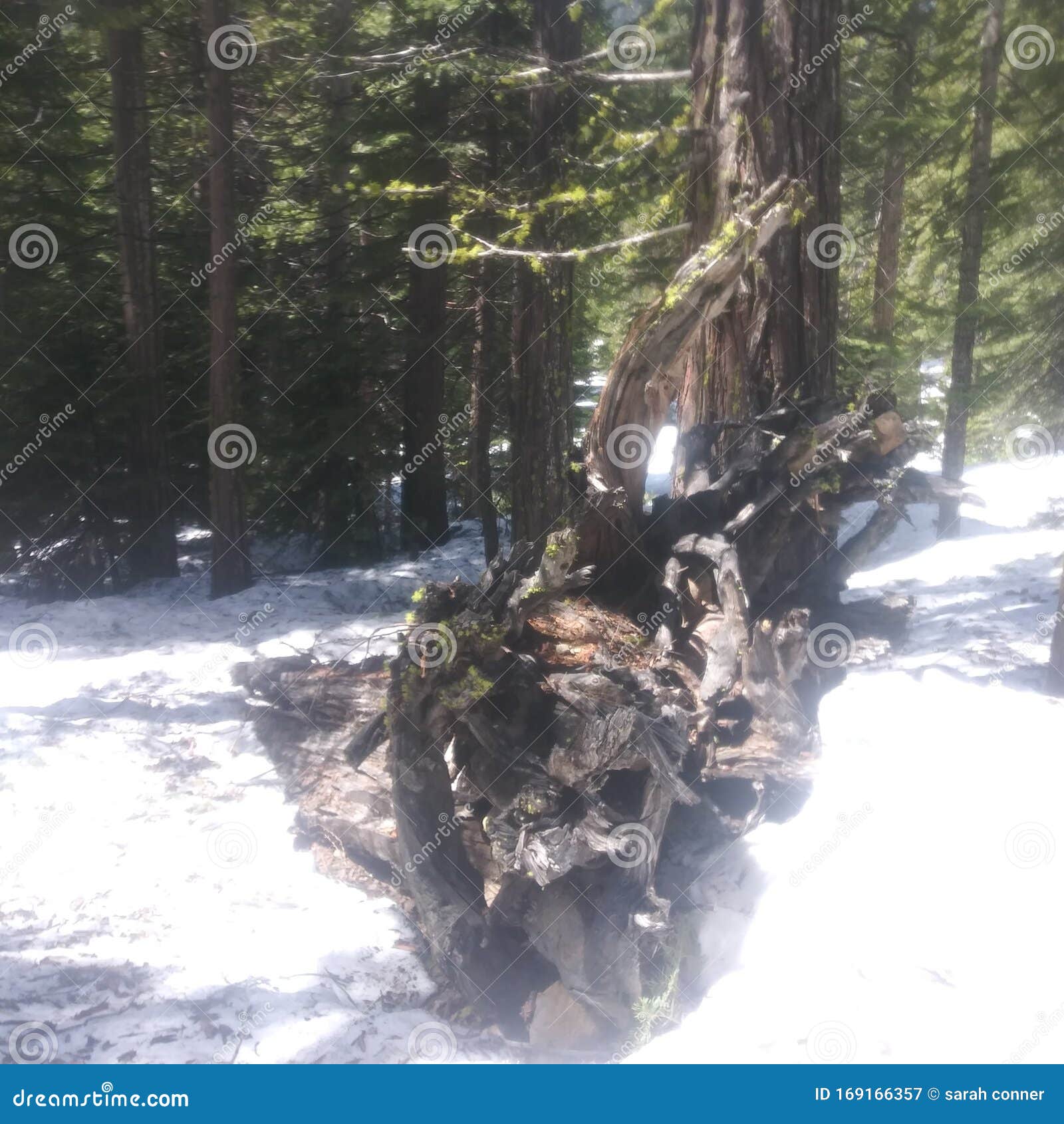Ghostly stump stock image. Image of woman, ghost, stump - 169166357