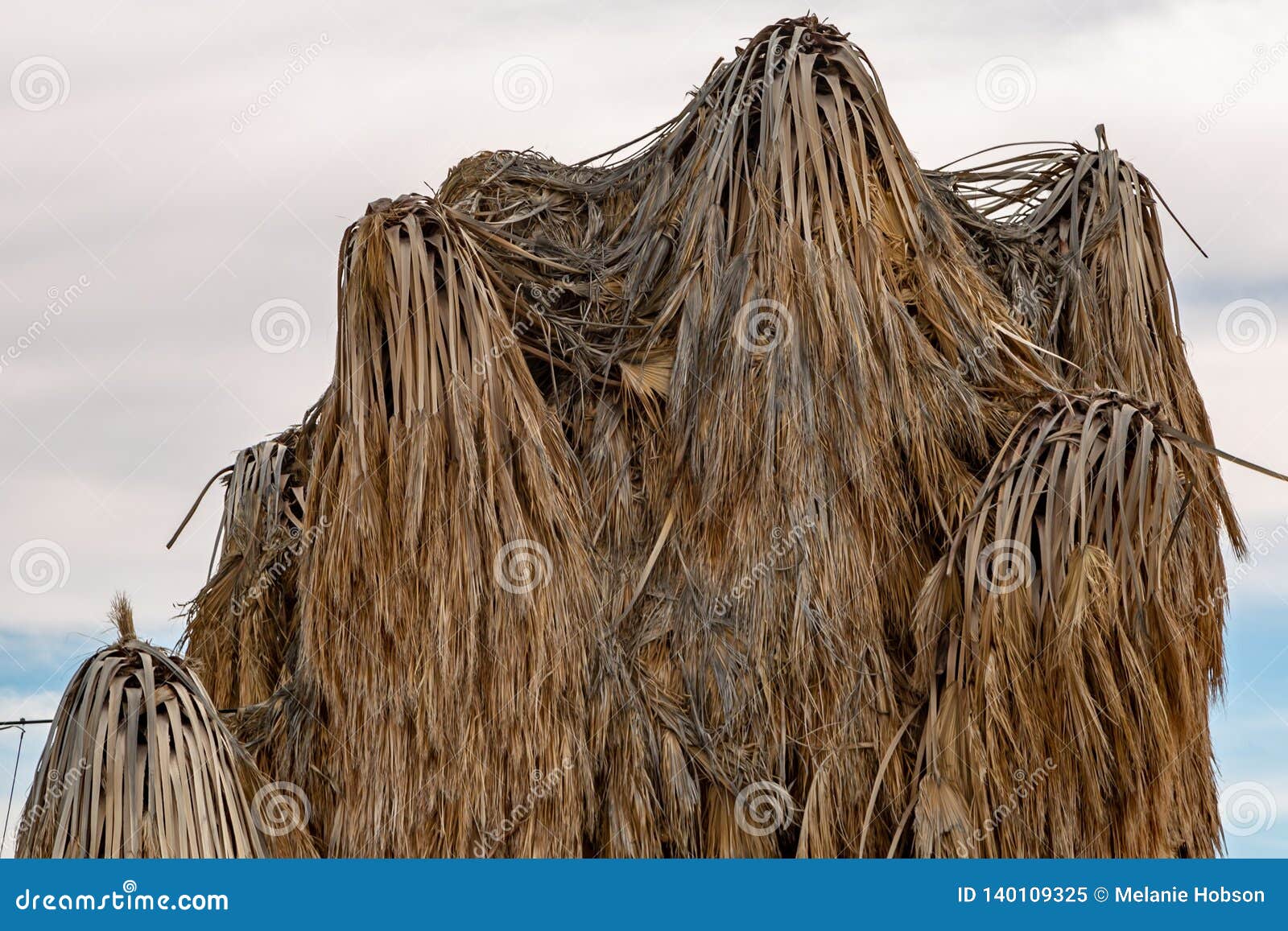 Ghostly Trees stock image. Image of trees, texture, backgrounds - 140109325