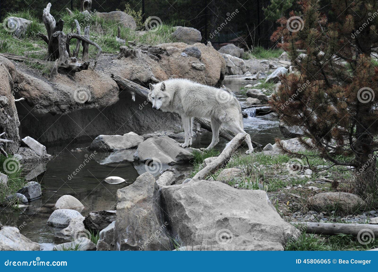 GHOSTLY WHITE WOLF stock image. Image of stream, gray - 45806065