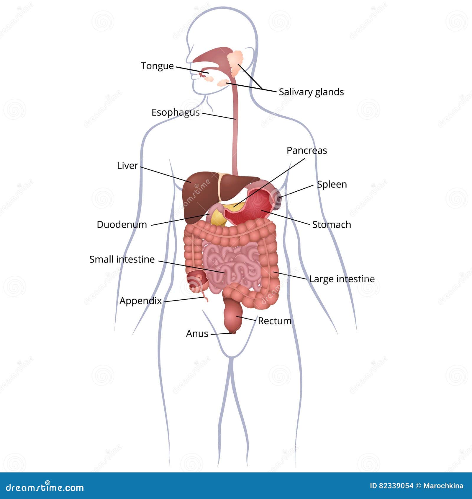 GI tract organs stock vector. Illustration of colon, health - 82339054