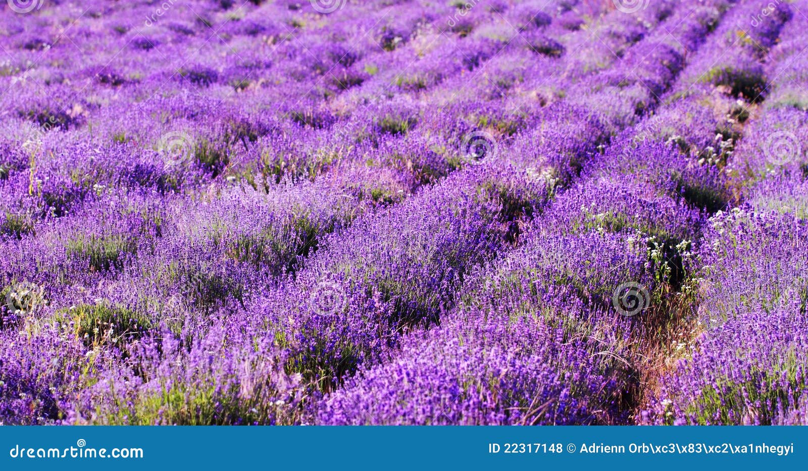 Giacimento Della Lavanda Di Colore Fotografia Stock - Immagine di fiore ...