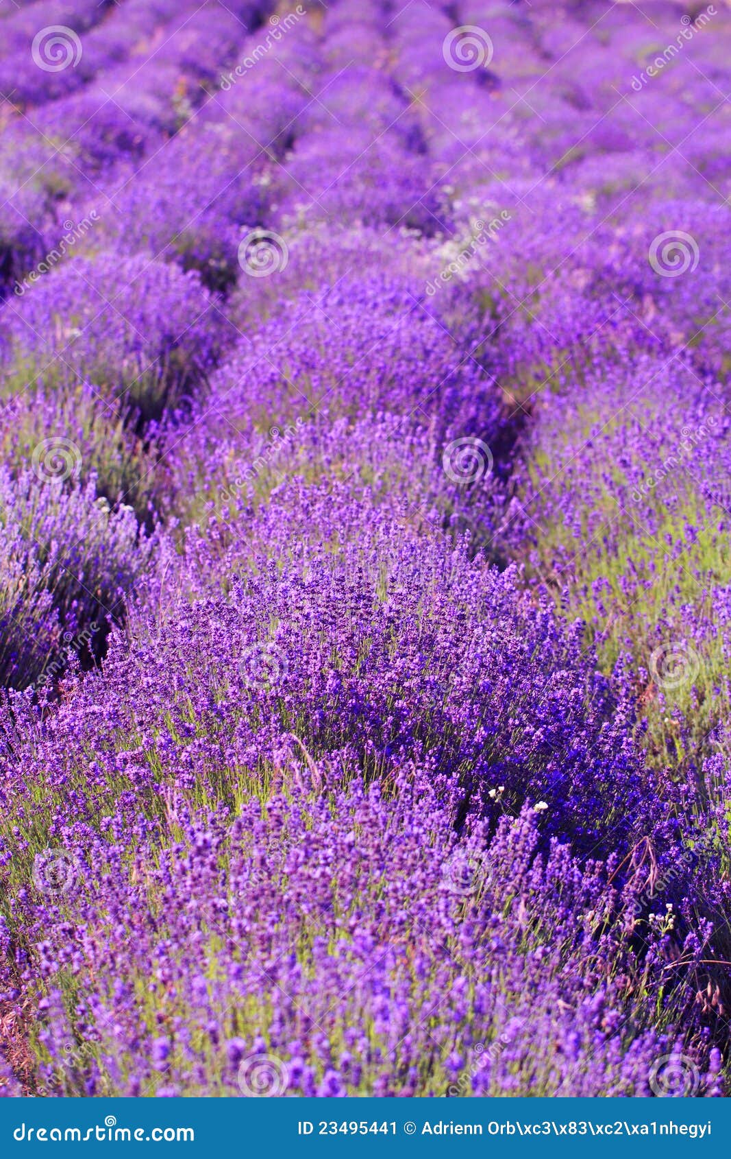 Giacimento Della Lavanda Di Colore Immagine Stock - Immagine di ...