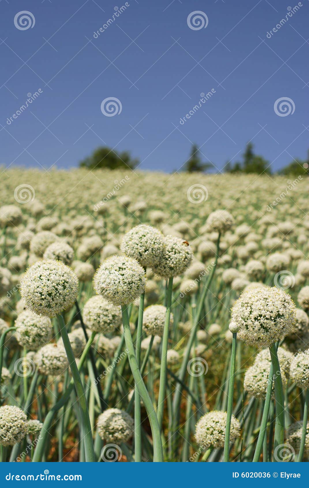 Giacimento Di Fiore Della Cipolla Bianca Fotografia Stock - Immagine di ...