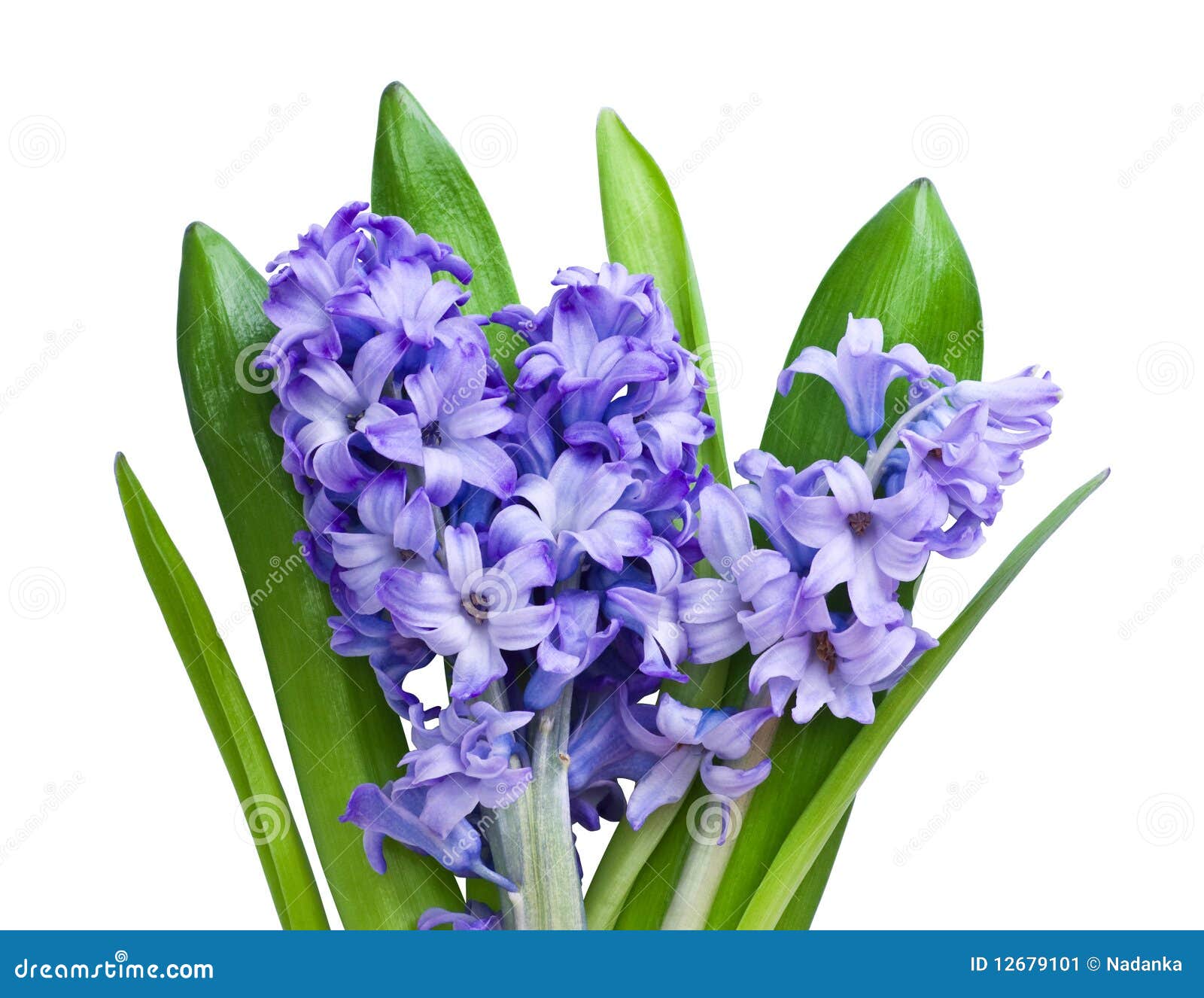 Giacinto immagine stock. Immagine di luminoso, isolato - 12679101