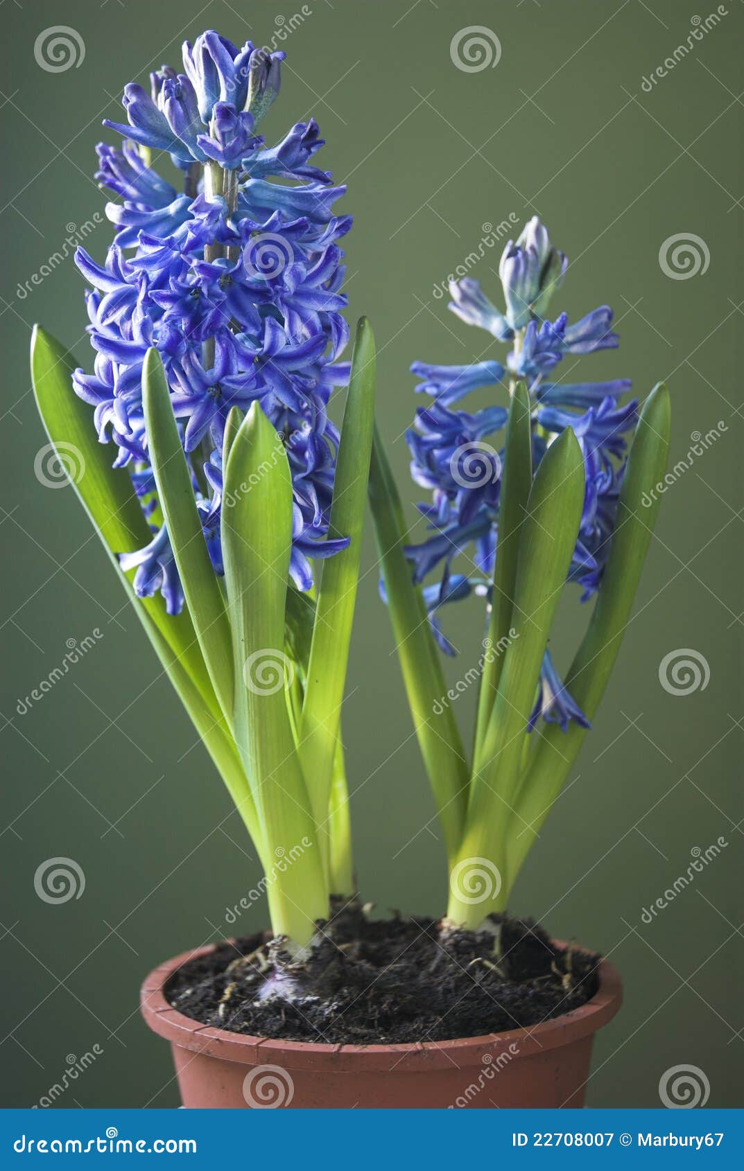 Giacinto blu immagine stock. Immagine di pianta, fresco - 22708007