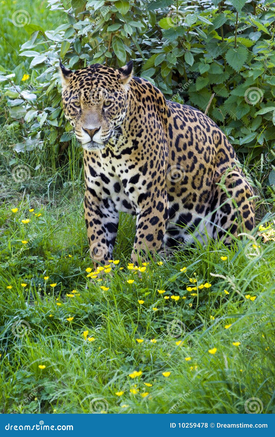 Giaguaro fotografia stock. Immagine di verde, brown, gatto - 10259478