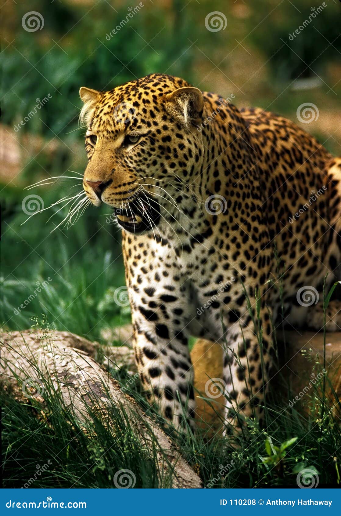 Giaguaro fotografia stock. Immagine di giungla, raro, leopardo - 110208