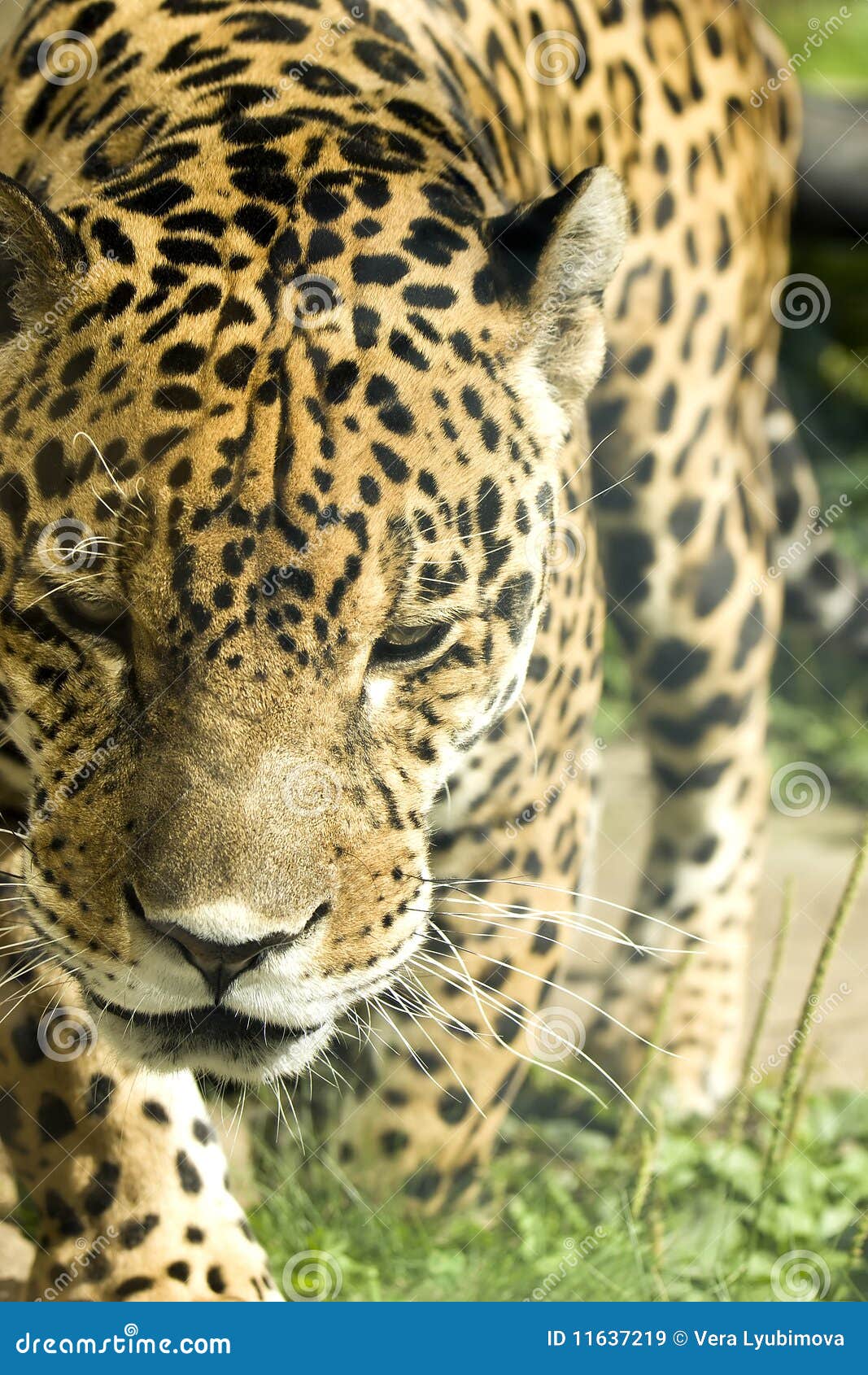 Giaguaro immagine stock. Immagine di felino, bocca, colore - 11637219