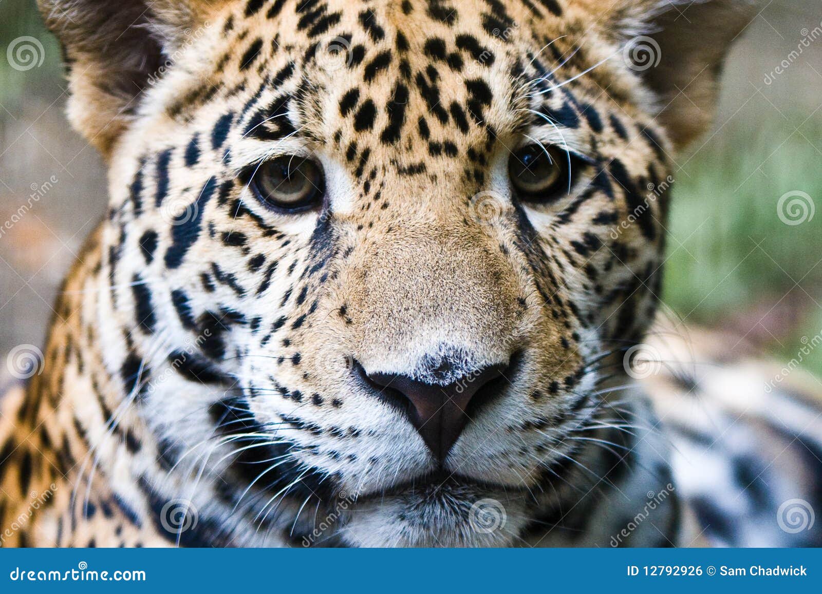 Giaguaro fotografia stock. Immagine di selvaggio, cerchi - 12792926