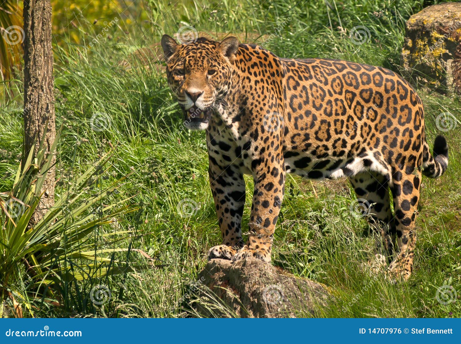 Giaguaro fotografia stock. Immagine di salto, mammifero - 14707976