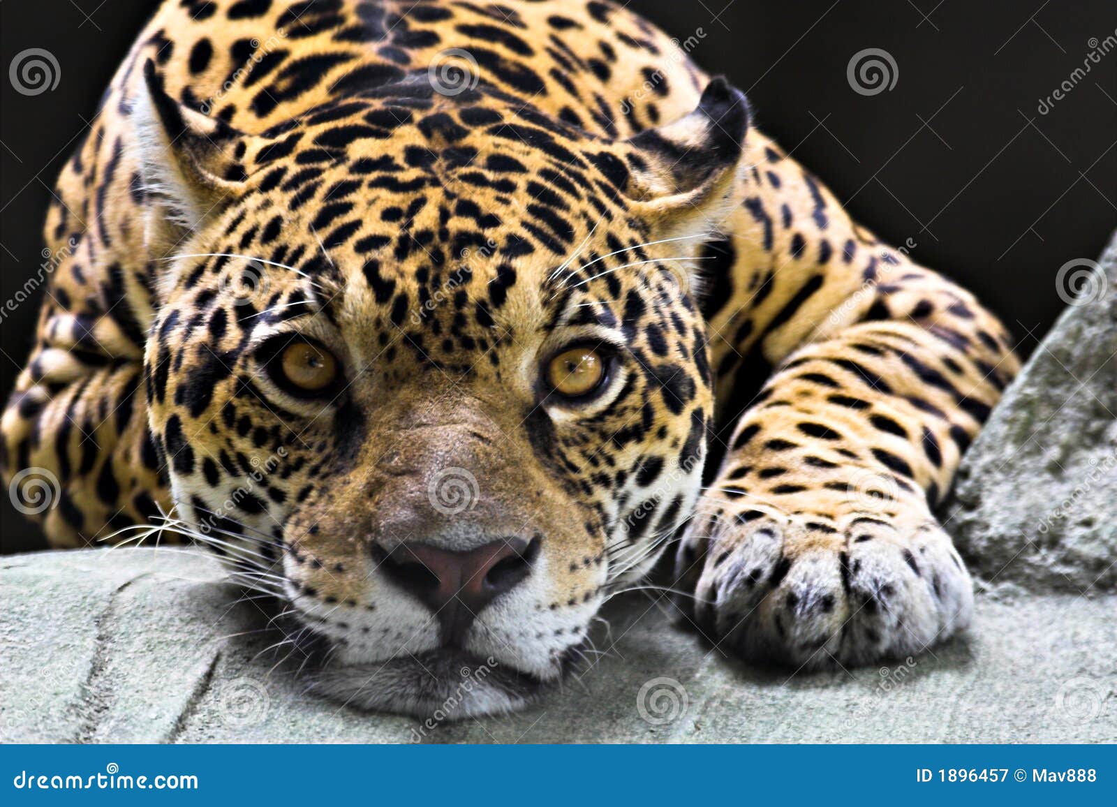 Giaguaro immagine stock. Immagine di gatto, felini, giungla - 1896457