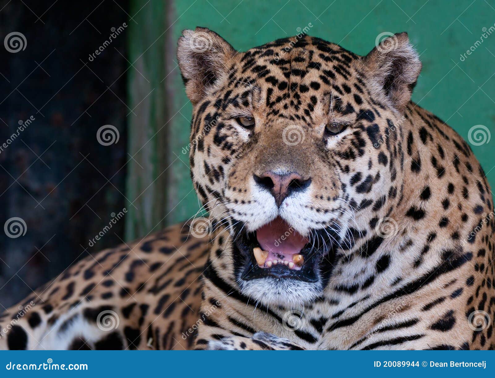 Giaguaro fotografia stock. Immagine di giaguaro, selvaggio - 20089944