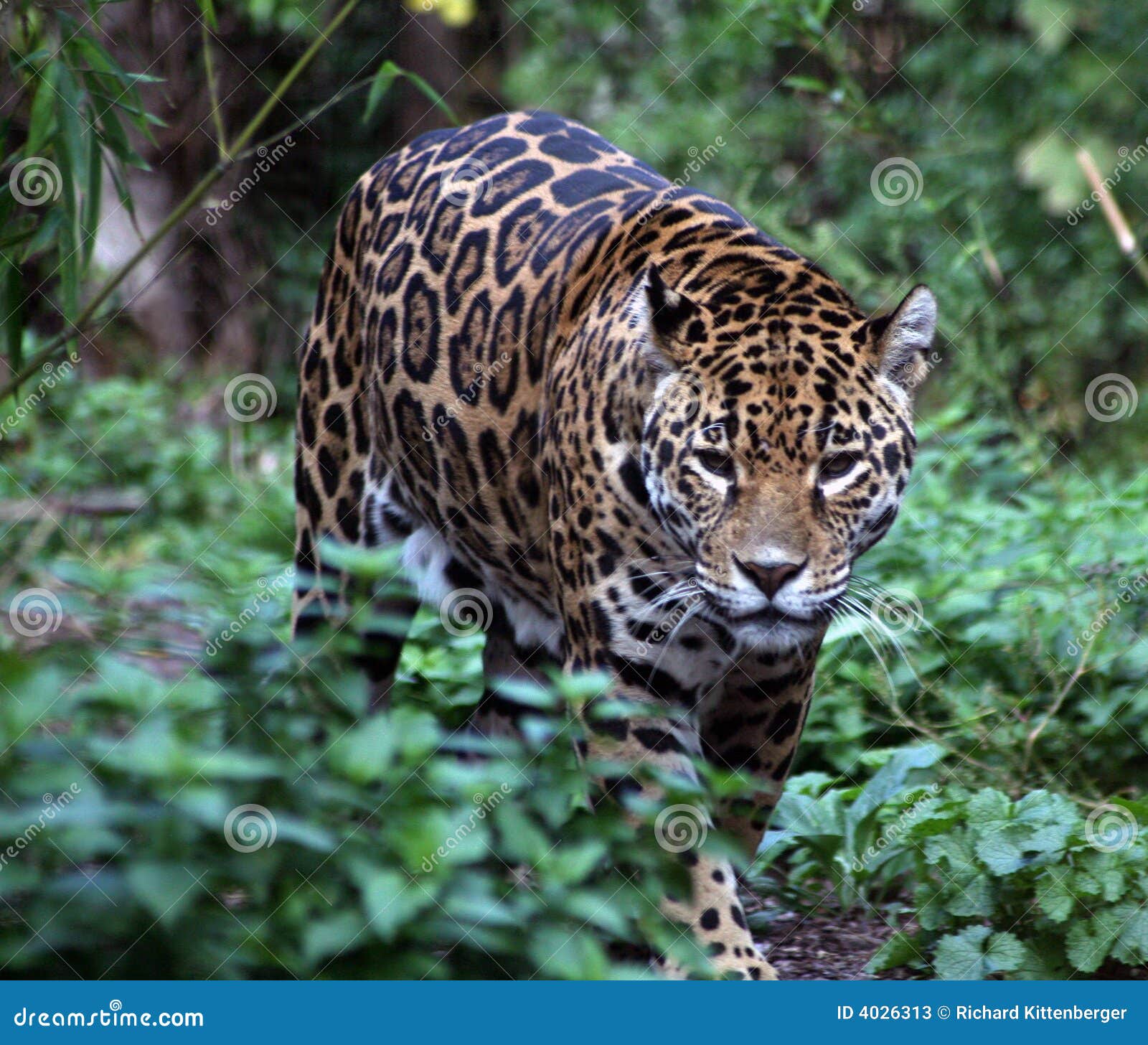 Giaguaro immagine stock. Immagine di giungla, mammifero - 4026313