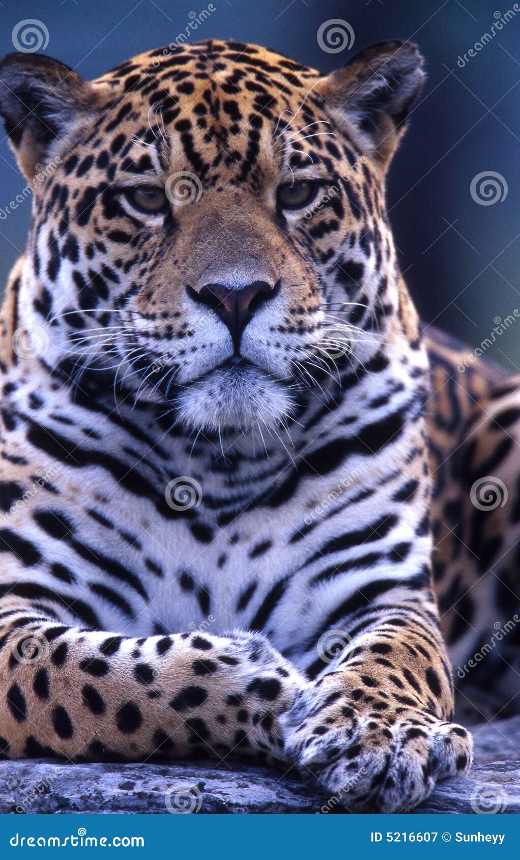 Giaguaro immagine stock. Immagine di arancione, pantera - 5216607