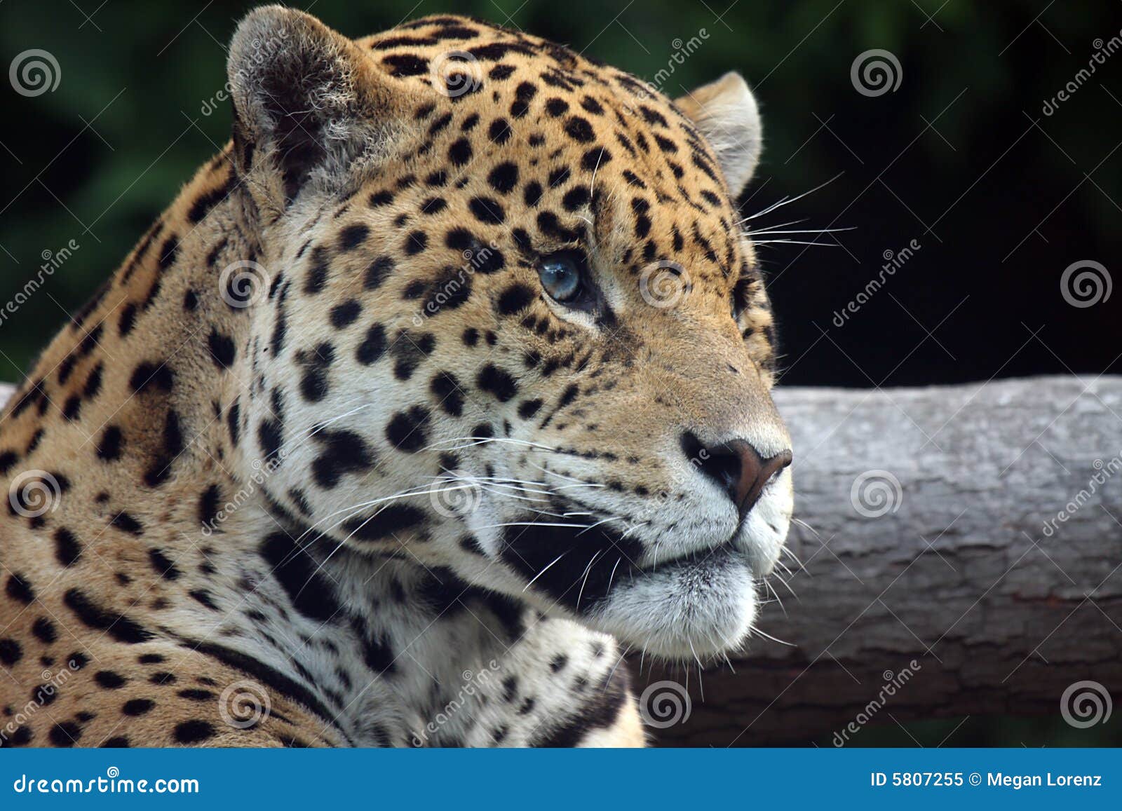 Giaguaro immagine stock. Immagine di sfondo, carnivoro - 5807255