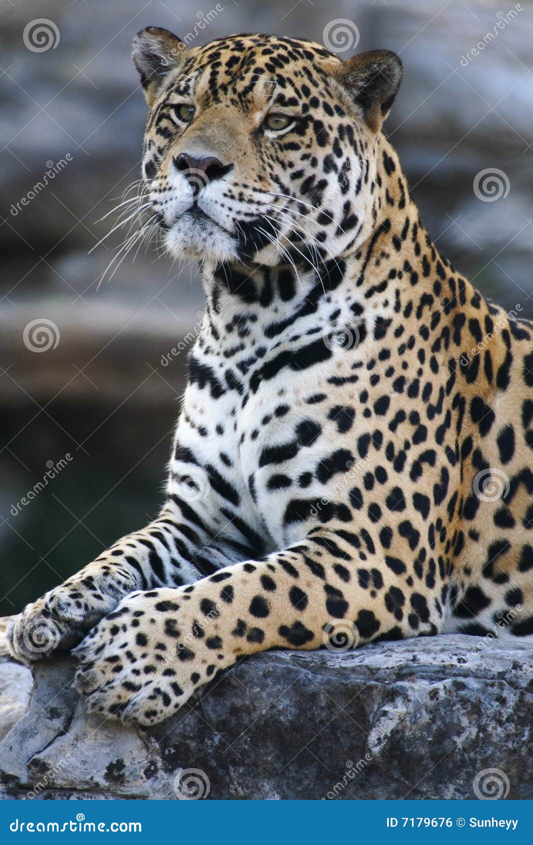 Giaguaro fotografia stock. Immagine di osservare, pelliccia - 7179676