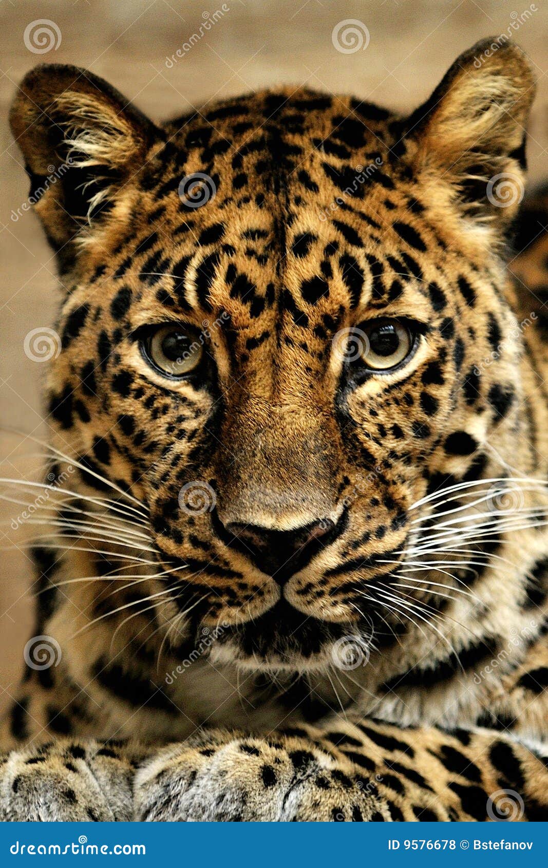 Giaguaro. fotografia stock. Immagine di autunno, specie - 9576678