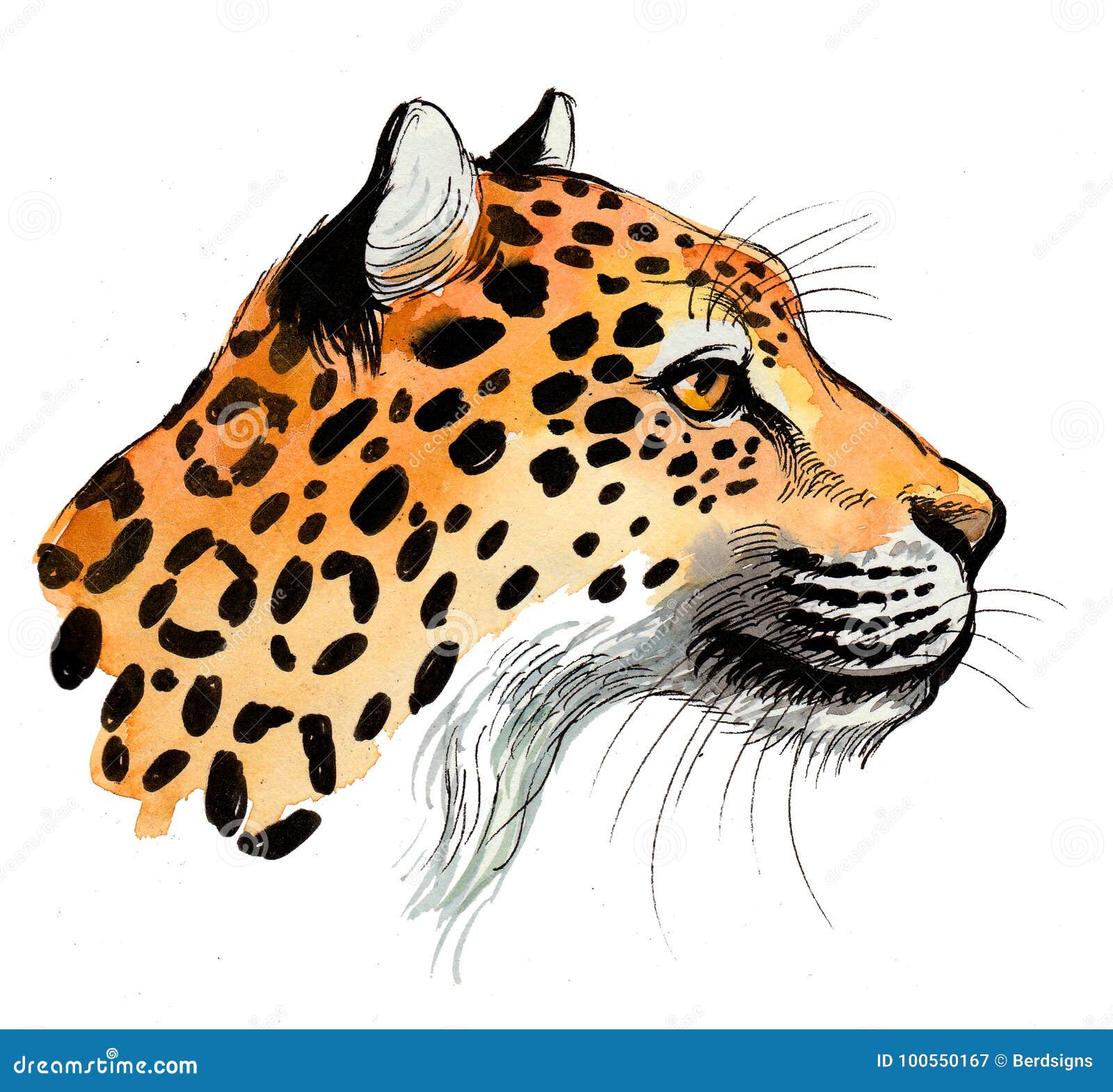 Giaguaro dell'acquerello illustrazione di stock. Illustrazione di ...