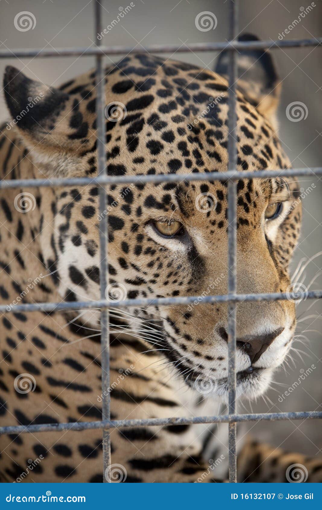 Giaguaro in gabbia immagine stock. Immagine di feroce - 16132107