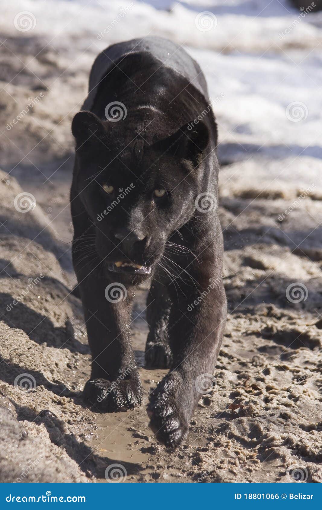 Giaguaro Nero (onca Del Panthera) Fotografia Stock - Immagine di fronte ...