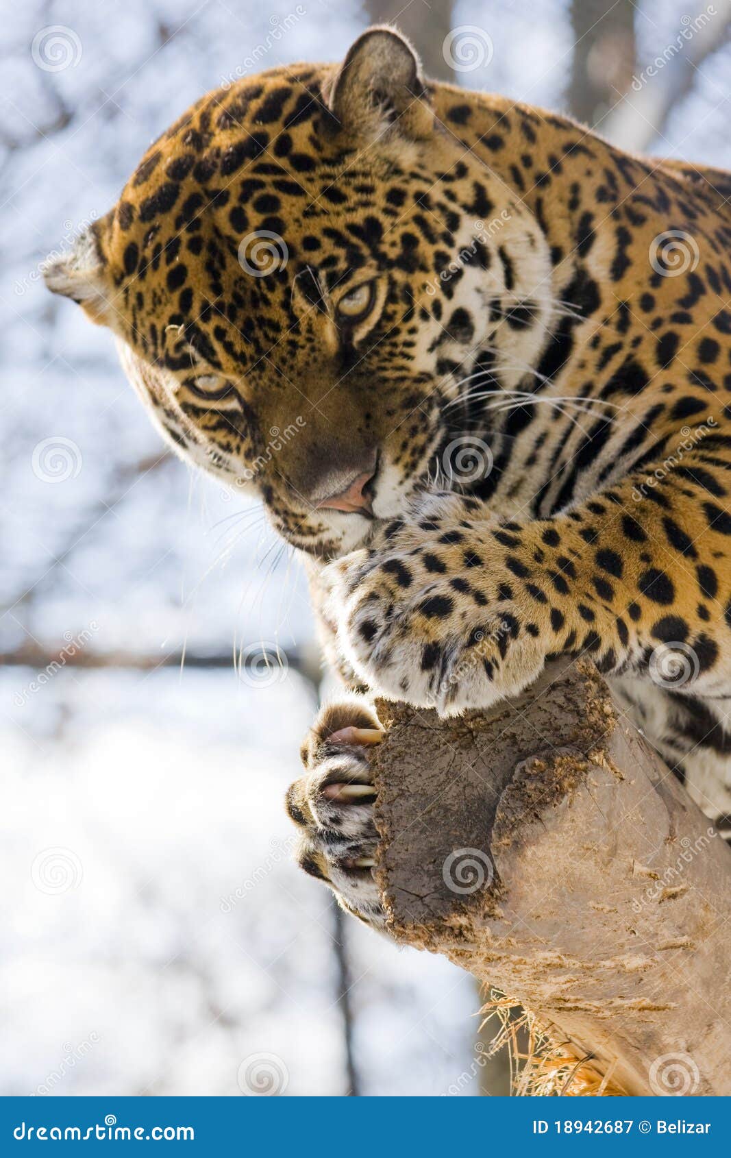 Giaguaro (onca Del Panthera) Immagine Stock - Immagine di americano ...