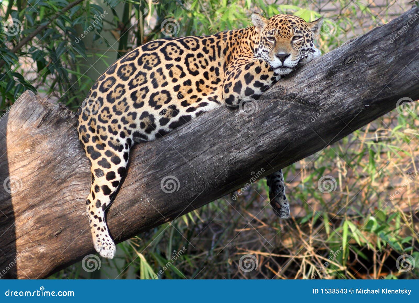 Giaguaro a riposo 2 immagine stock. Immagine di cerchi - 1538543
