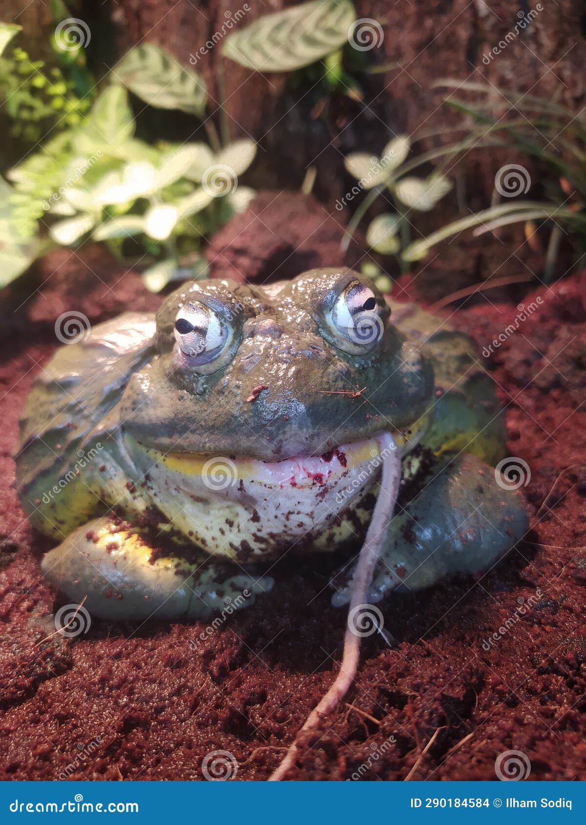 Giant African Bullfrog stock photo. Image of nature - 290184584
