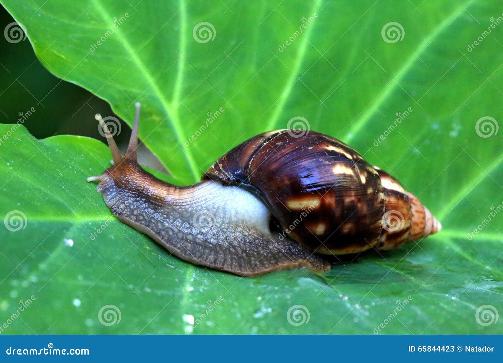 Giant African Land Snail stock image. Image of postcard - 65844423