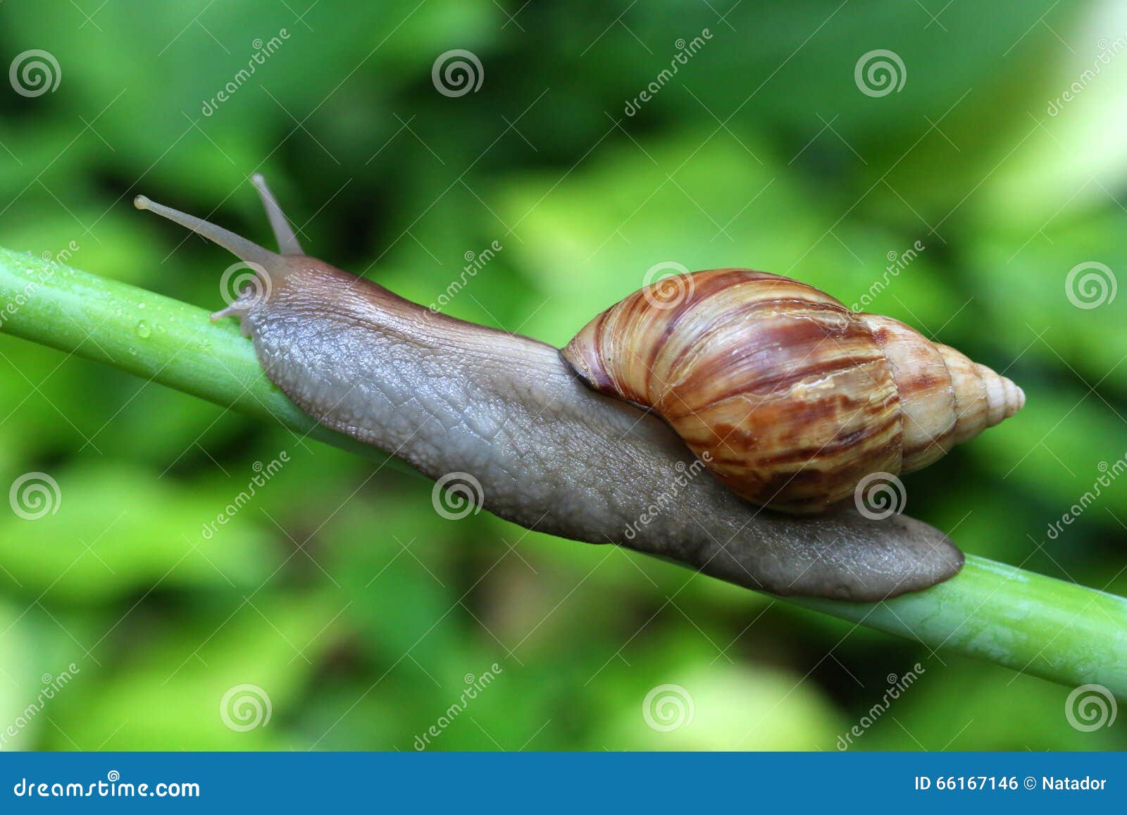 Giant African Land Snail stock photo. Image of skin, nature - 66167146