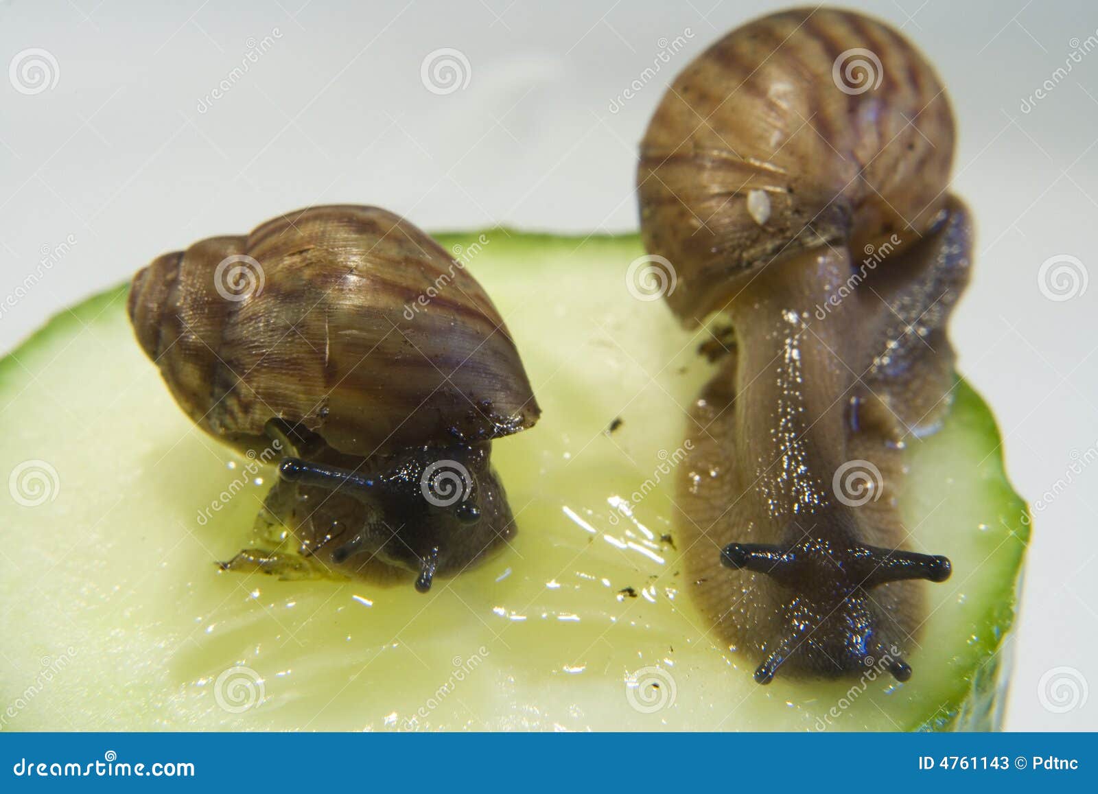Giant African Land Snails stock image. Image of snails - 4761143