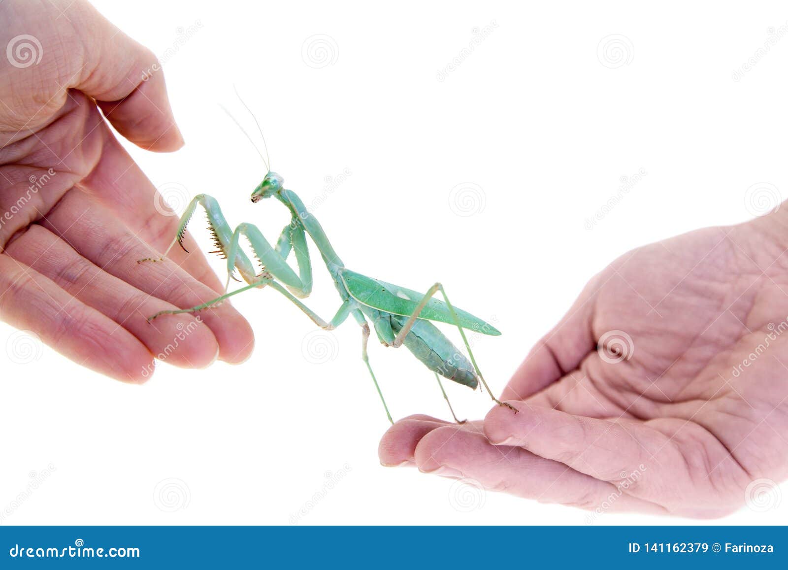Giant African Mantis, Sphodromantis Viridis, on Hand Stock Image ...
