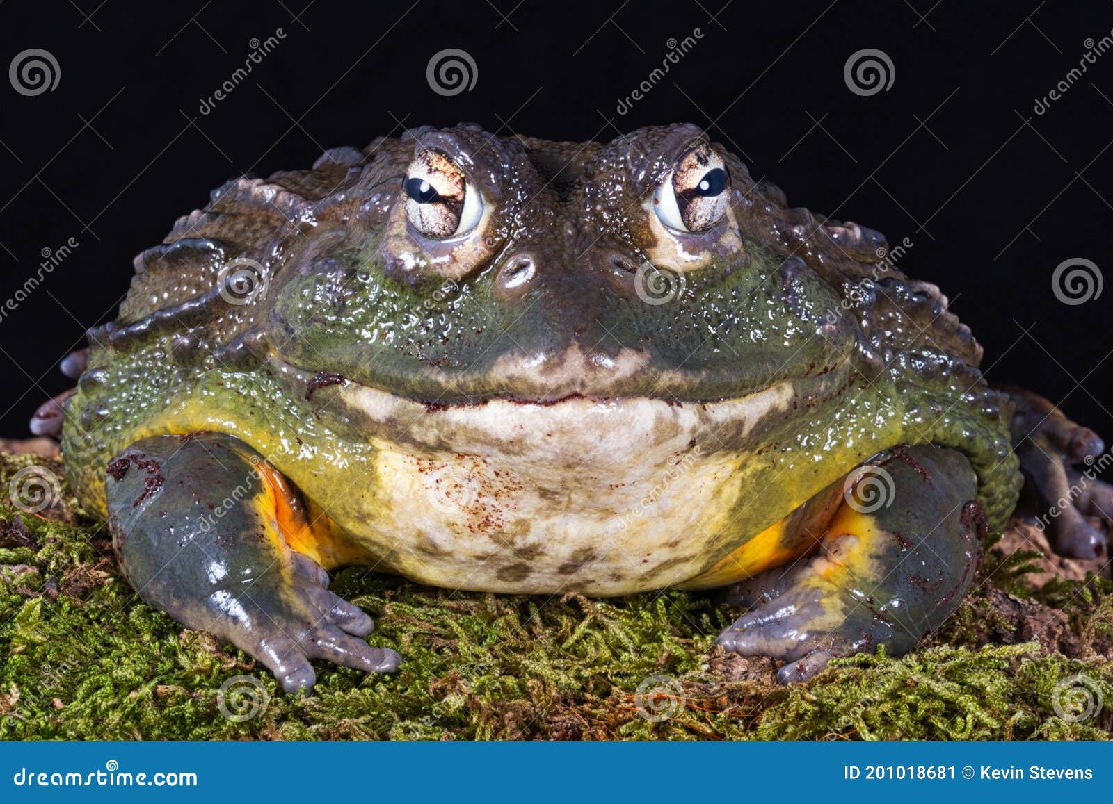 Giant African Pixie Bullfrog Stock Image - Image of bullfrog ...