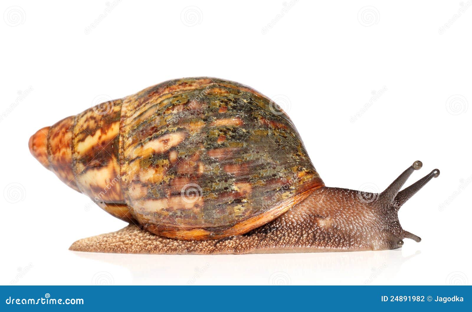 Giant African Snail Achatina Crawling Stock Photo - Image of ...